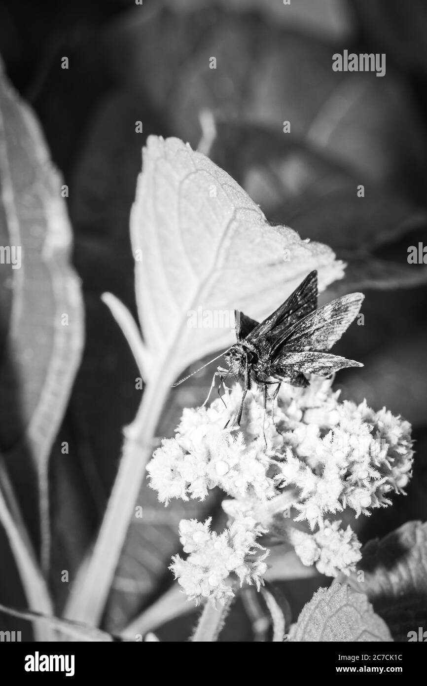 Brown skipper butterfly (Hesperiidae) sitting resting on a green leaf ...