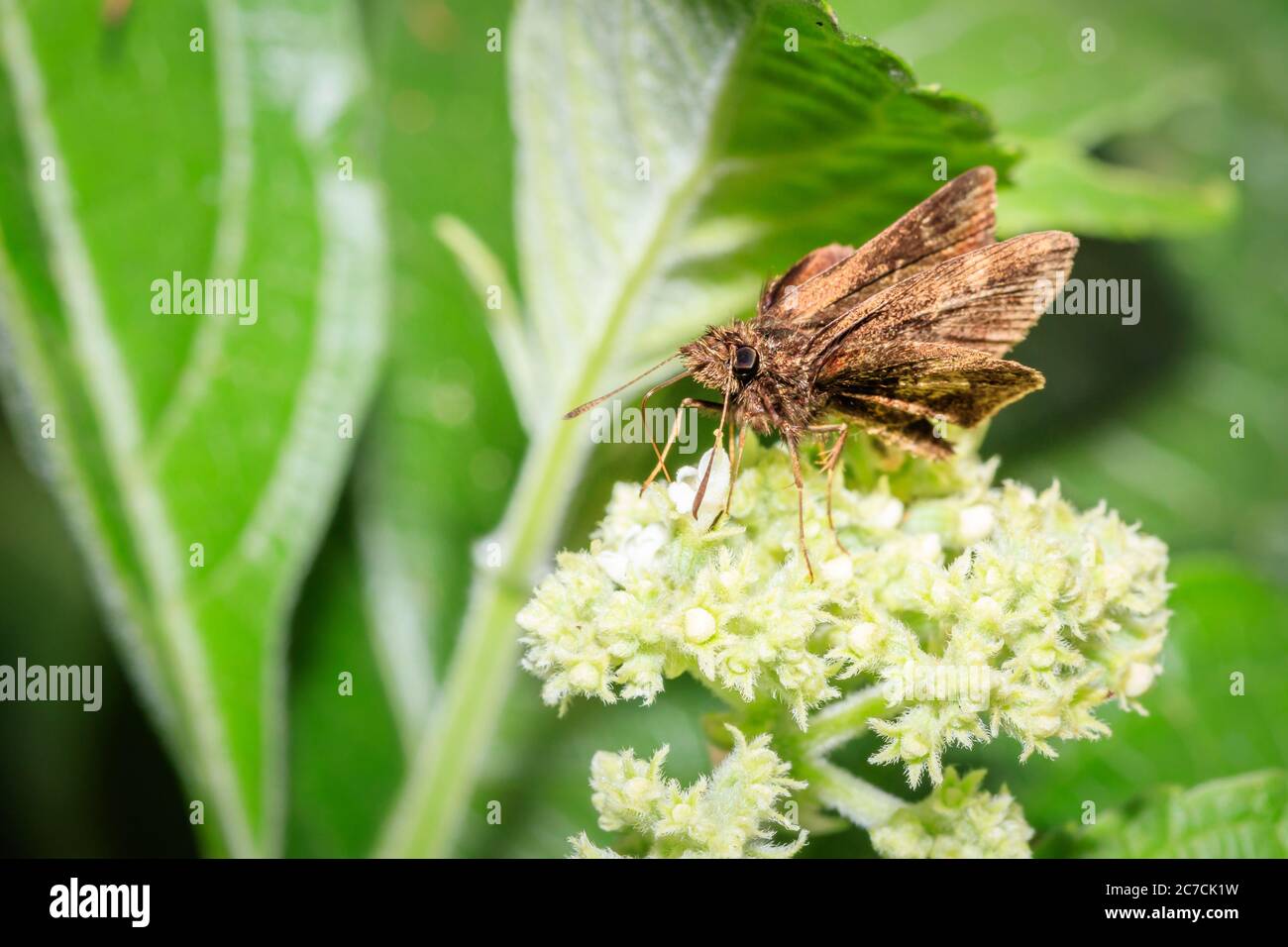 Brown skipper butterfly (Hesperiidae) sitting resting on a green leaf ...