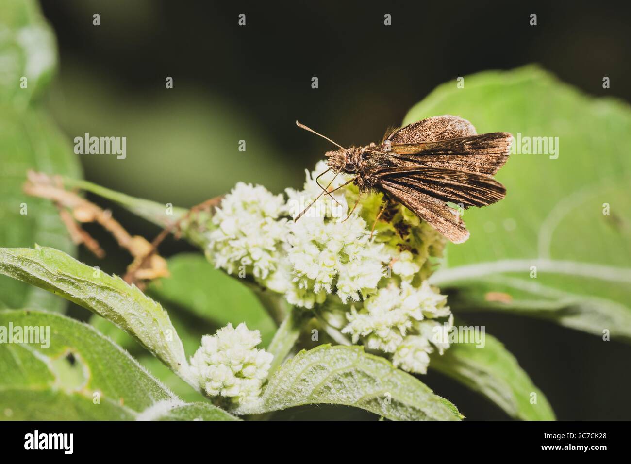 Brown skipper butterfly (Hesperiidae) sitting resting on a green leaf ...