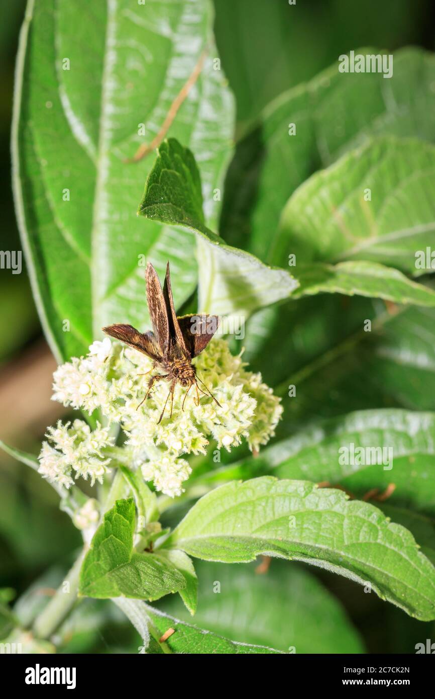 Brown skipper butterfly (Hesperiidae) sitting resting on a green leaf ...