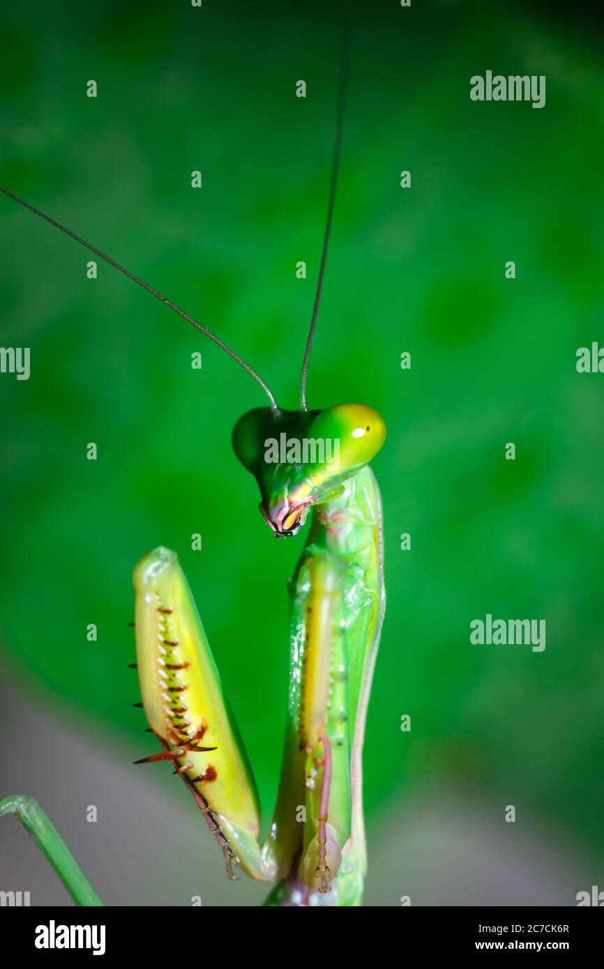 Green Praying Mantis sitting on a green leaf, Cape Town, South Africa ...