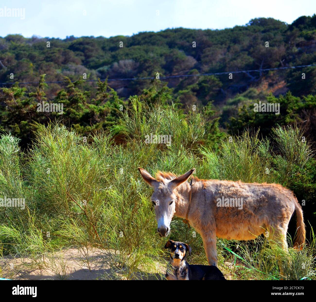 Algeria nature hi-res stock photography and images - Alamy