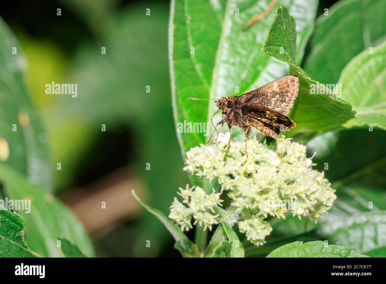 Brown skipper butterfly (Hesperiidae) sitting resting on a green leaf ...