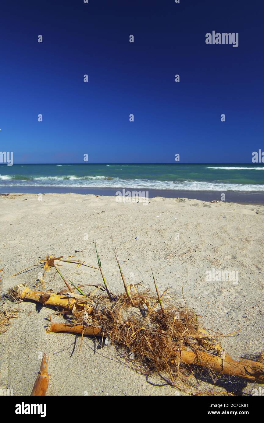 tropical sea beach and old seaweed. Old seaweed and bamboo at ...