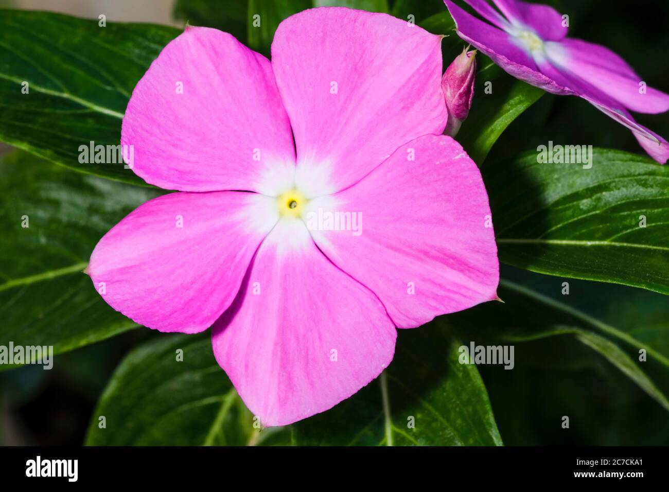 Catharanthus roseus, also known as Bright Eyes, Cape Periwinkle ...