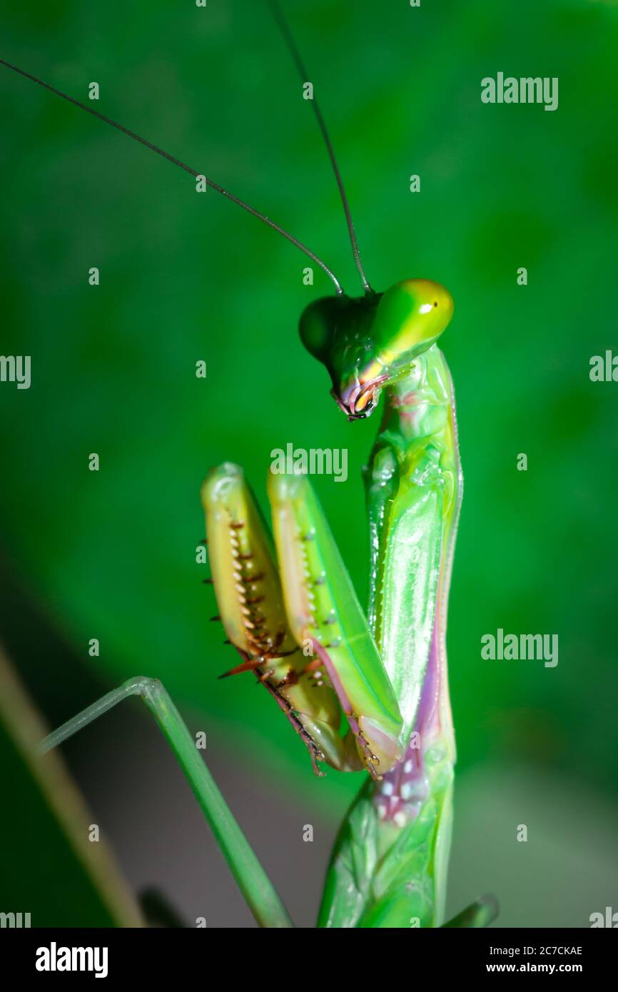 Green Praying Mantis sitting on a green leaf, Cape Town, South Africa ...