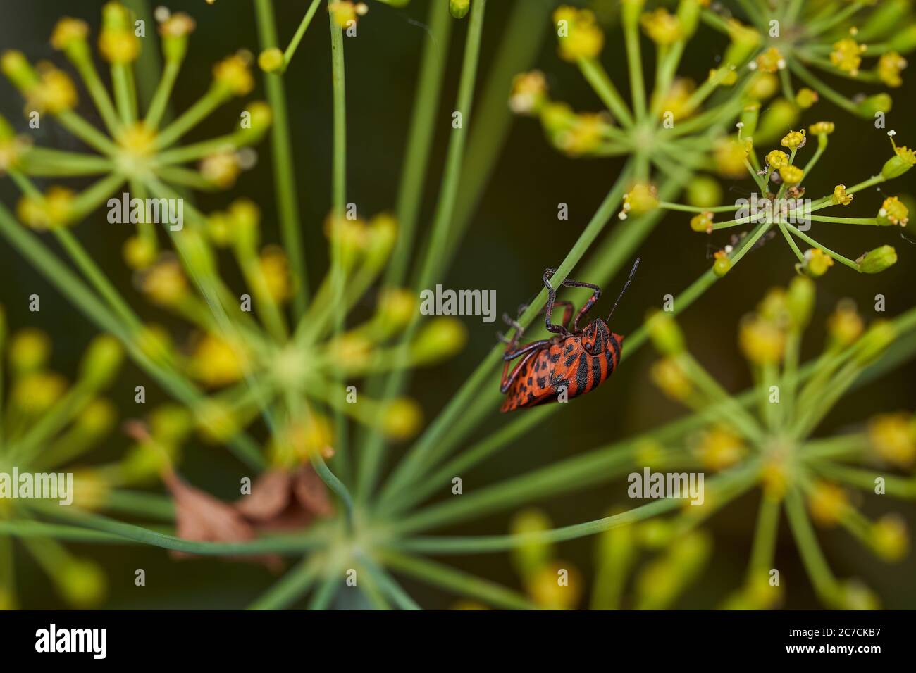 Red striped bedbug on a green branch of dill Graphosoma italicum, red ...
