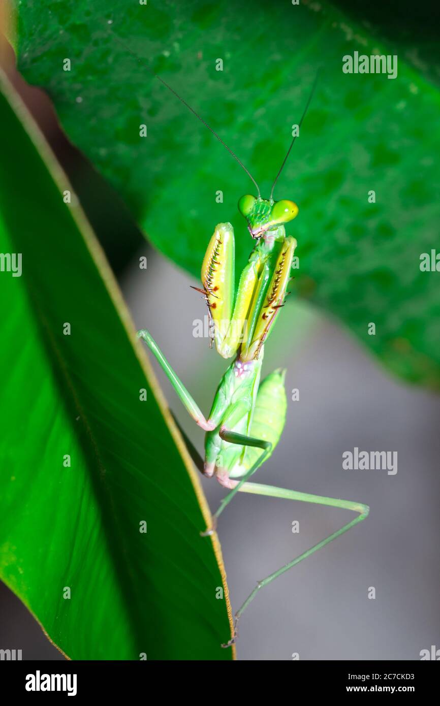 Green Praying Mantis sitting on a green leaf, Cape Town, South Africa ...
