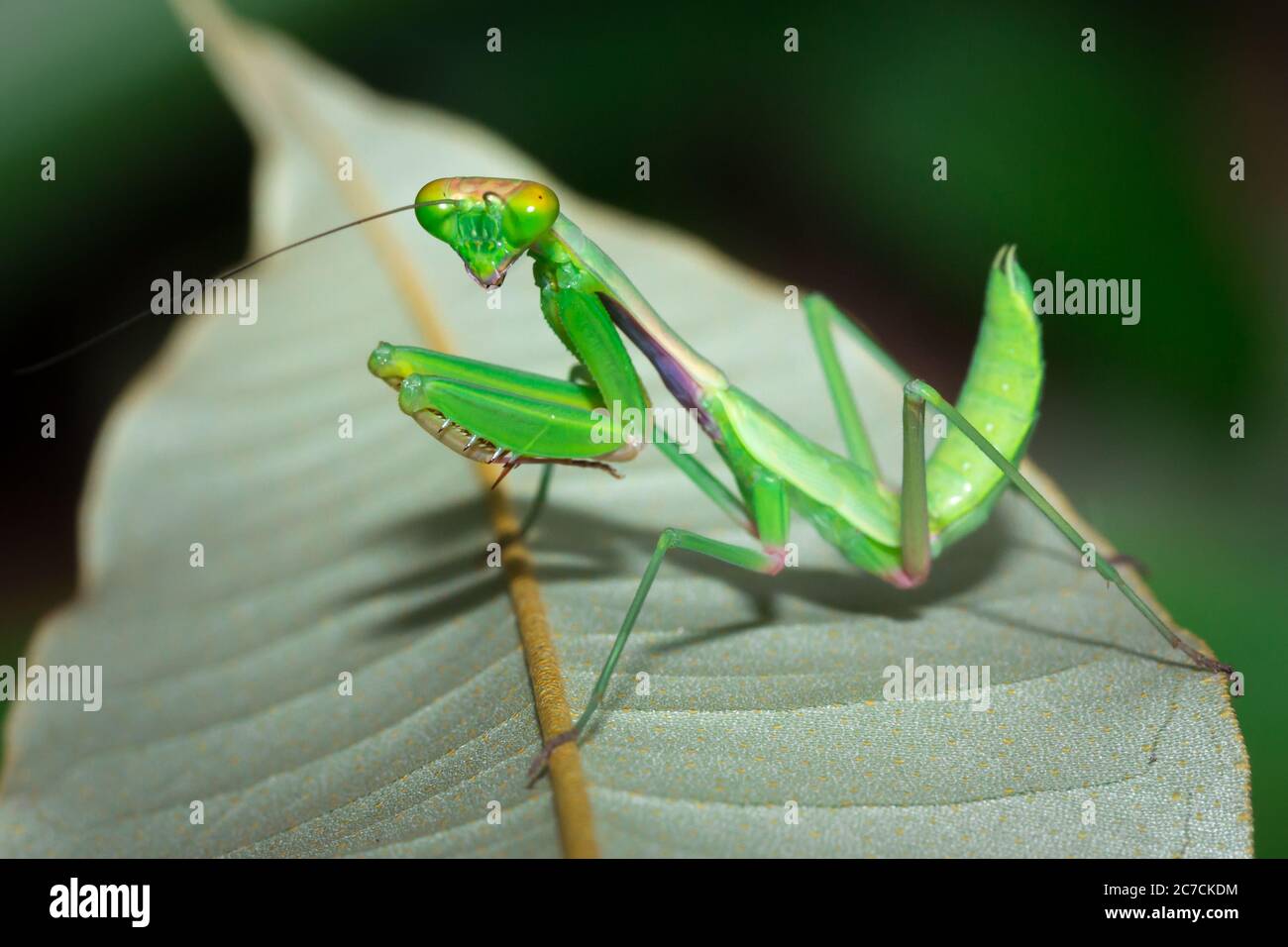 Green Praying Mantis sitting on a green leaf, Cape Town, South Africa ...