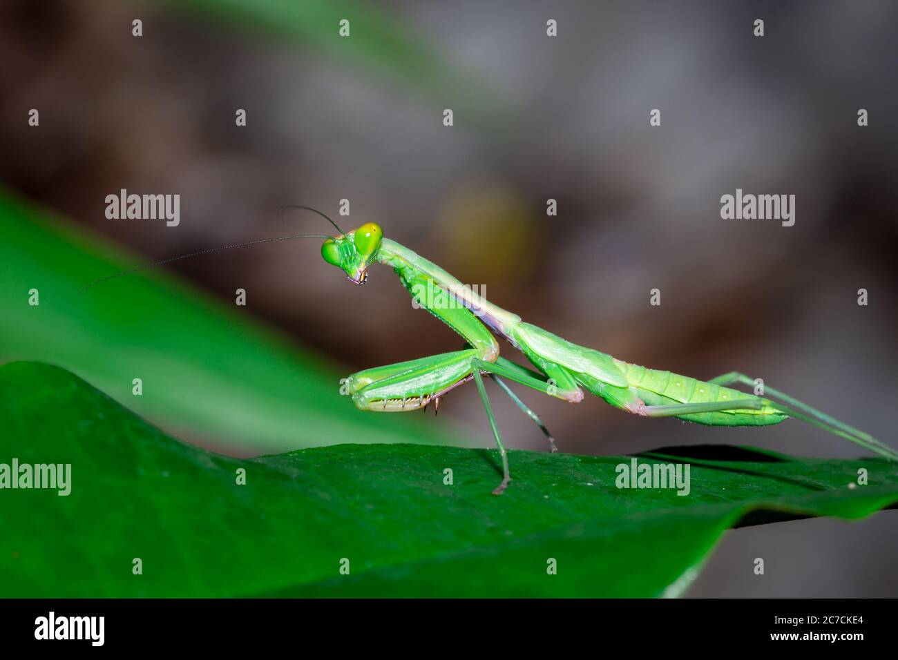Green Praying Mantis sitting on a green leaf, Cape Town, South Africa ...