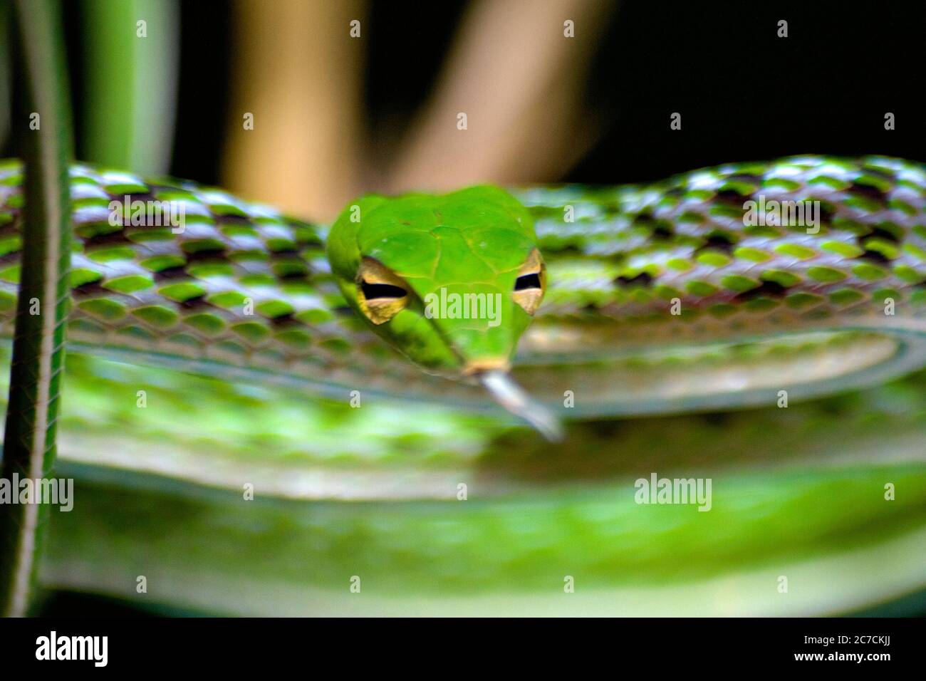 Selective closeup shot of a green snake with its tongue out Stock Photo ...