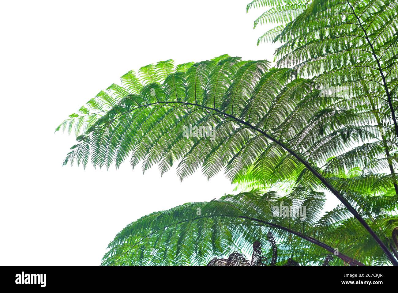 Many giant fern trees in a tropical rain forest with a background of ...