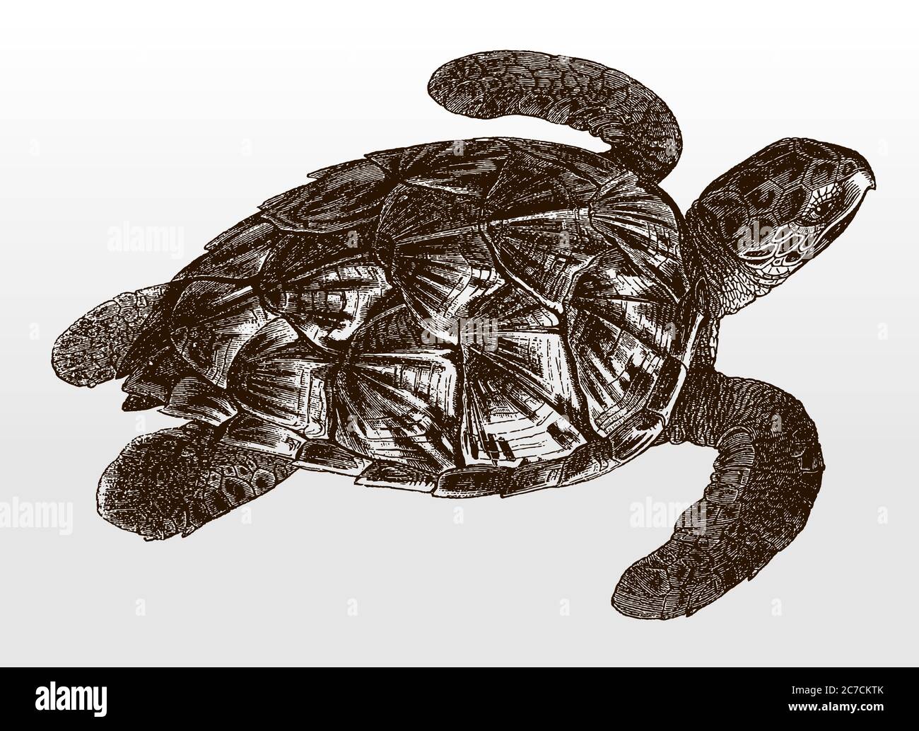 Endangered loggerhead sea turtle, caretta in top view after an antique ...