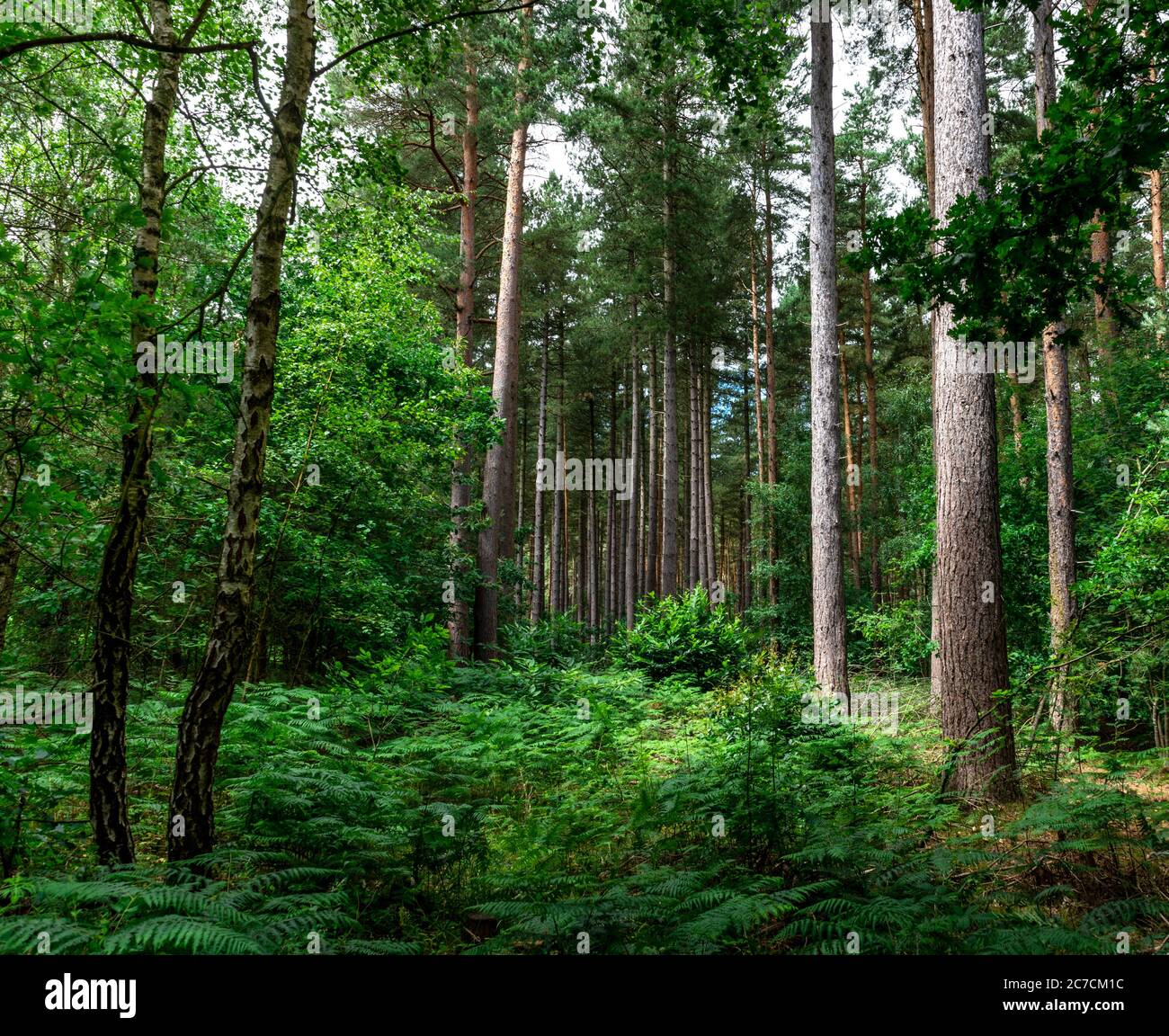 Uk trees conifers woodland hi-res stock photography and images - Alamy