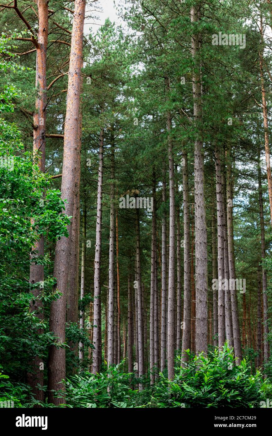 Scots pine trees (Pinus sylvestris) in a woodland scene, Blidworth ...
