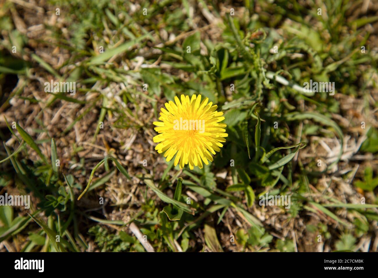 Dandelion taraxum officinale hi-res stock photography and images - Alamy