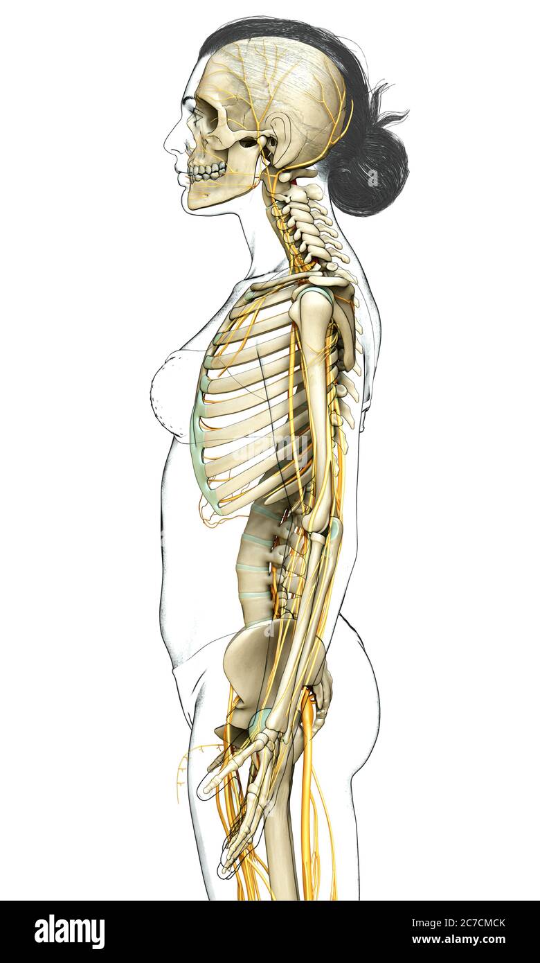 3d rendered medically accurate illustration ofa female nervous system ...