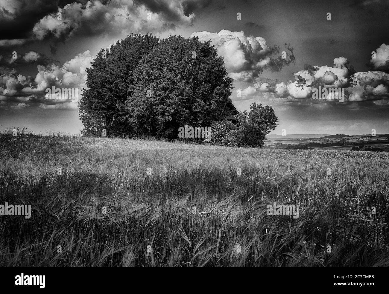 Blue tongue plant Black and White Stock Photos & Images - Alamy