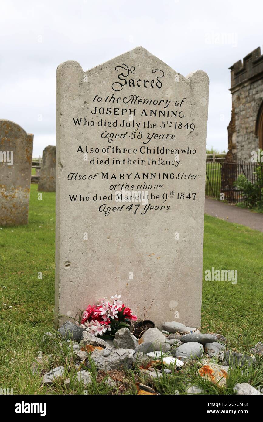 Annings fossils hi-res stock photography and images - Alamy