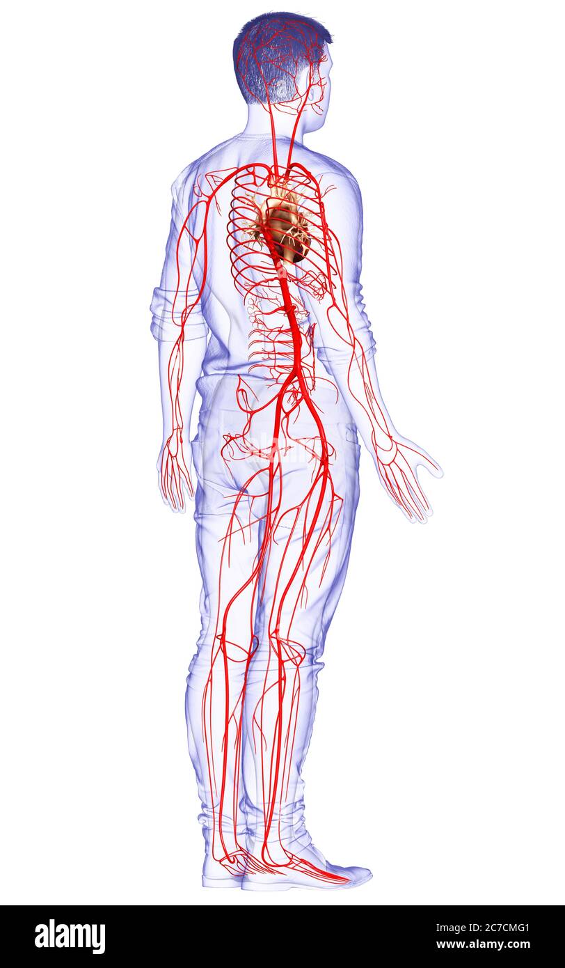 3d rendered medically accurate illustration of male arteries Stock ...