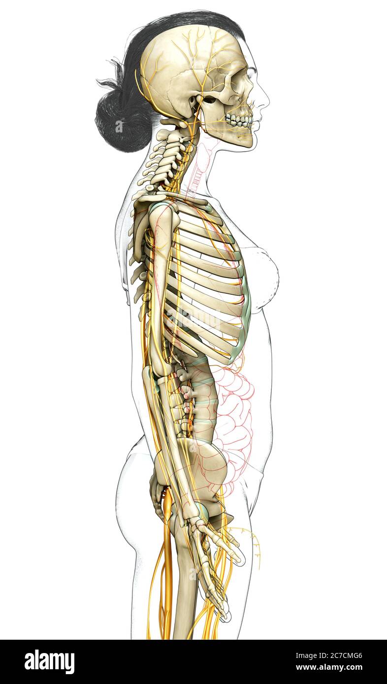 3d rendered medically accurate illustration ofa female nervous system ...