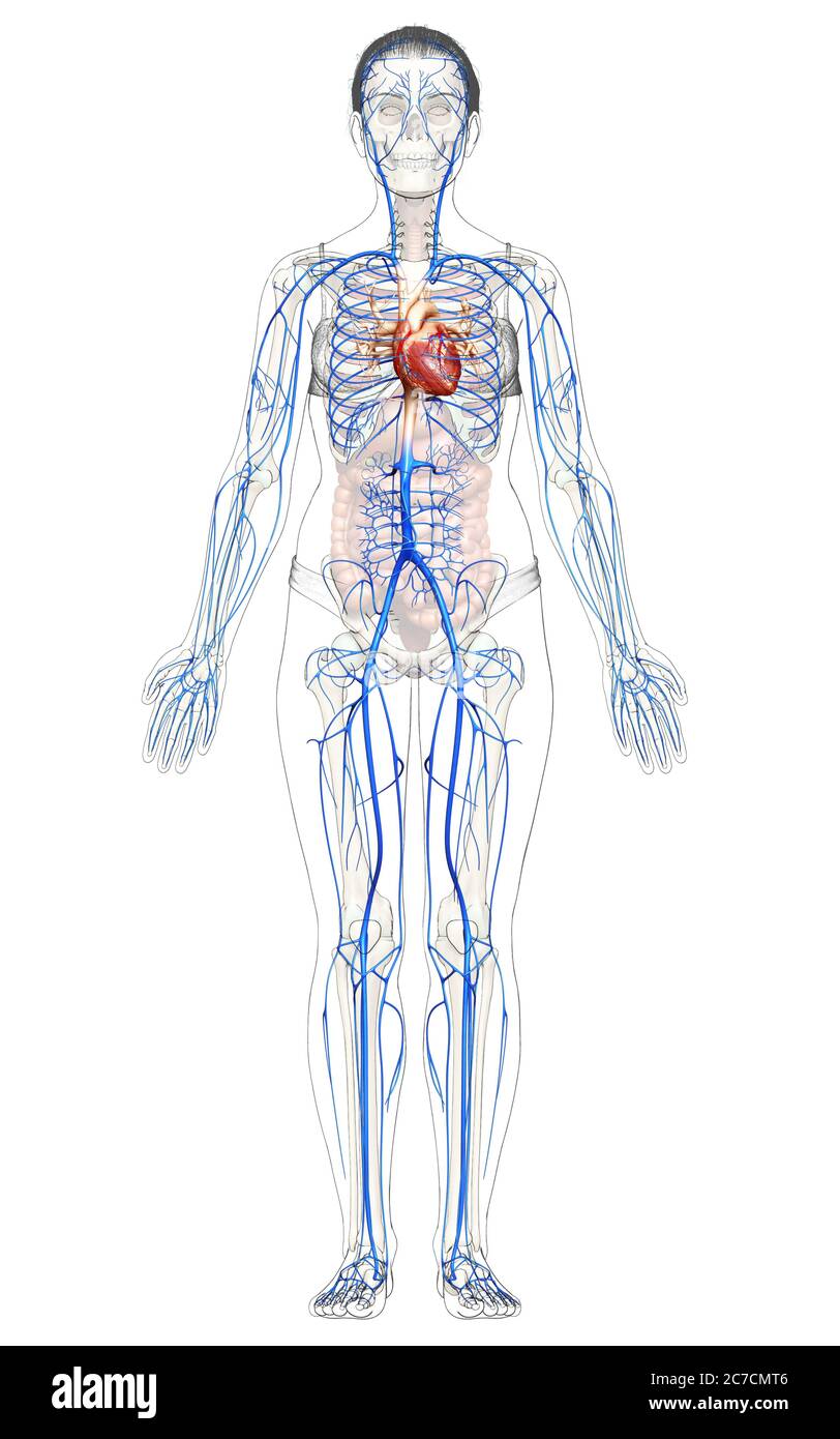 3d rendered medically accurate illustration of a female Veins anatomy ...