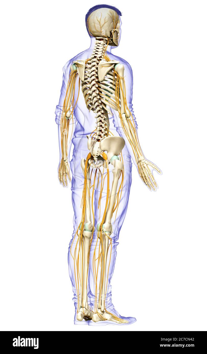 3d rendered medically accurate illustration of the nervous system and ...