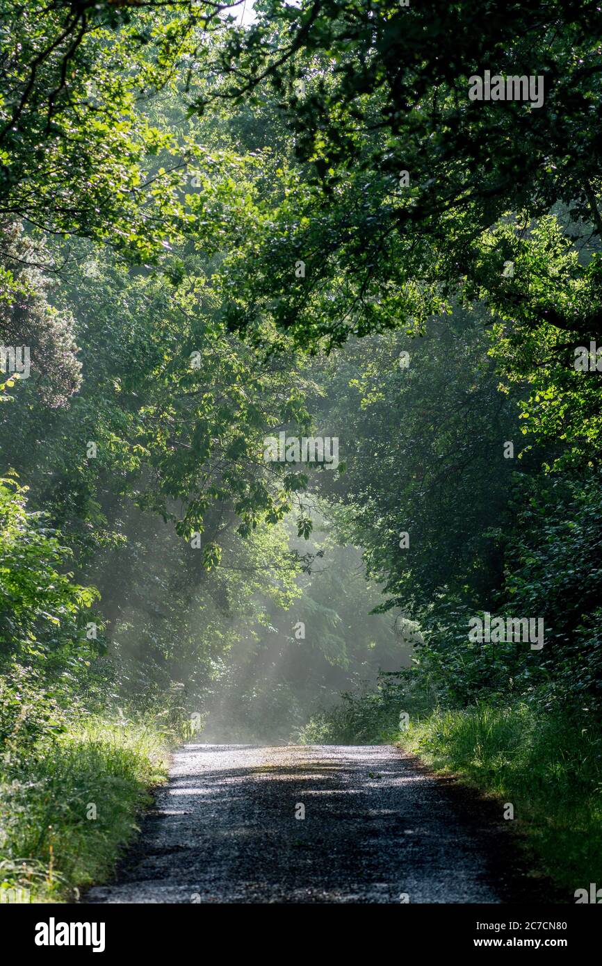 Sunlight on pathway hi-res stock photography and images - Alamy