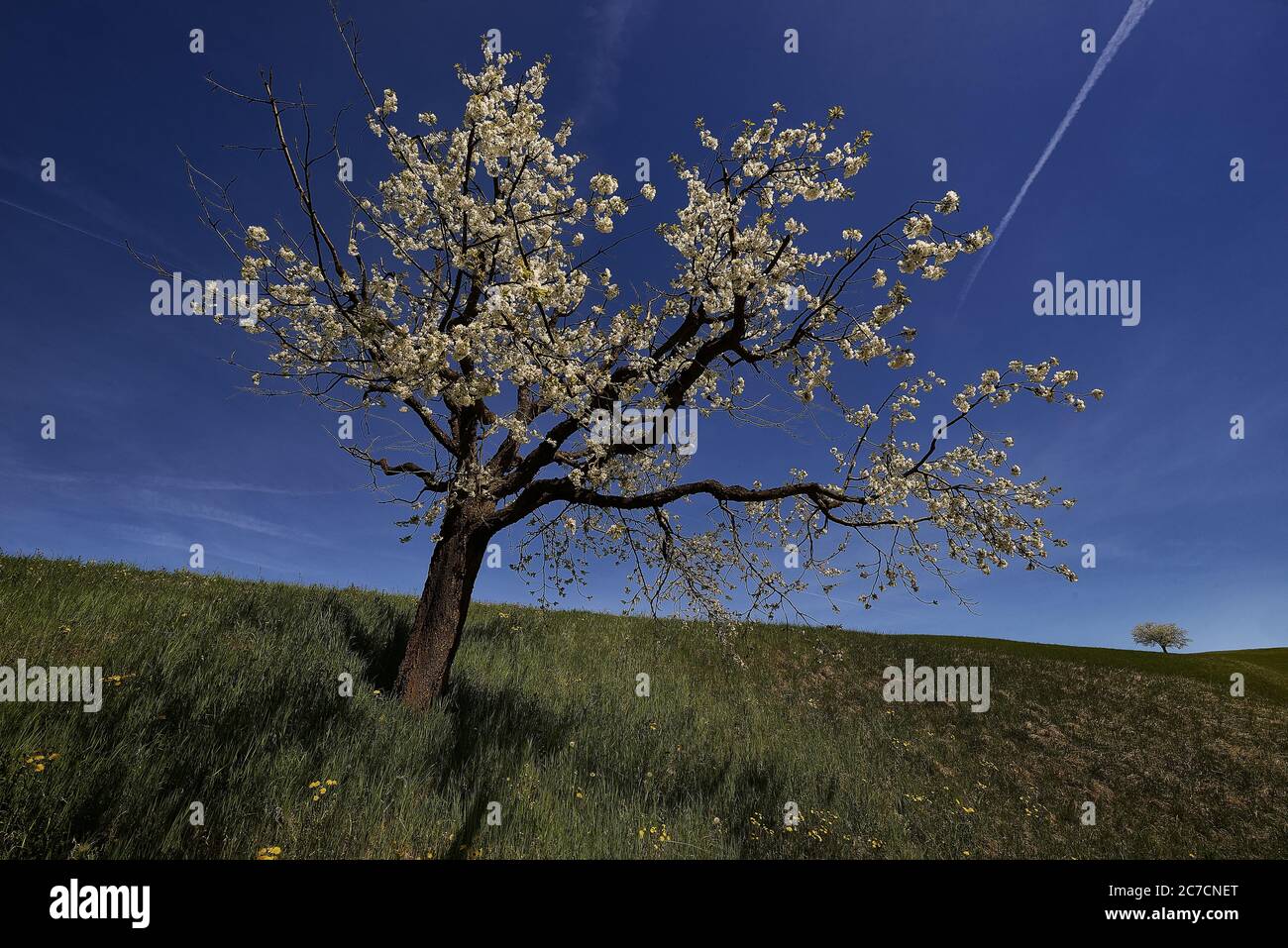 Wide shot of an isolated blossomed trees in the grass field under the ...