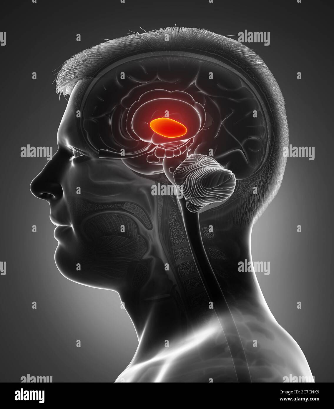 Scan of a human male brain hi-res stock photography and images - Alamy