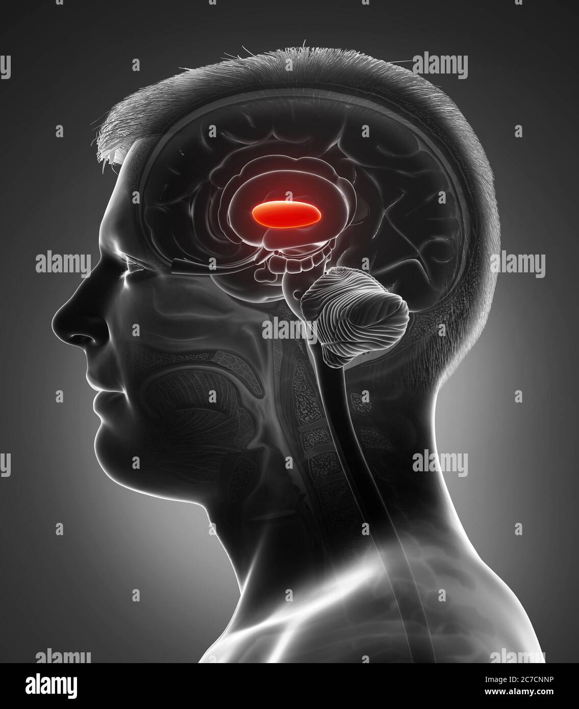 Globus pallidus of the brain hi-res stock photography and images - Alamy