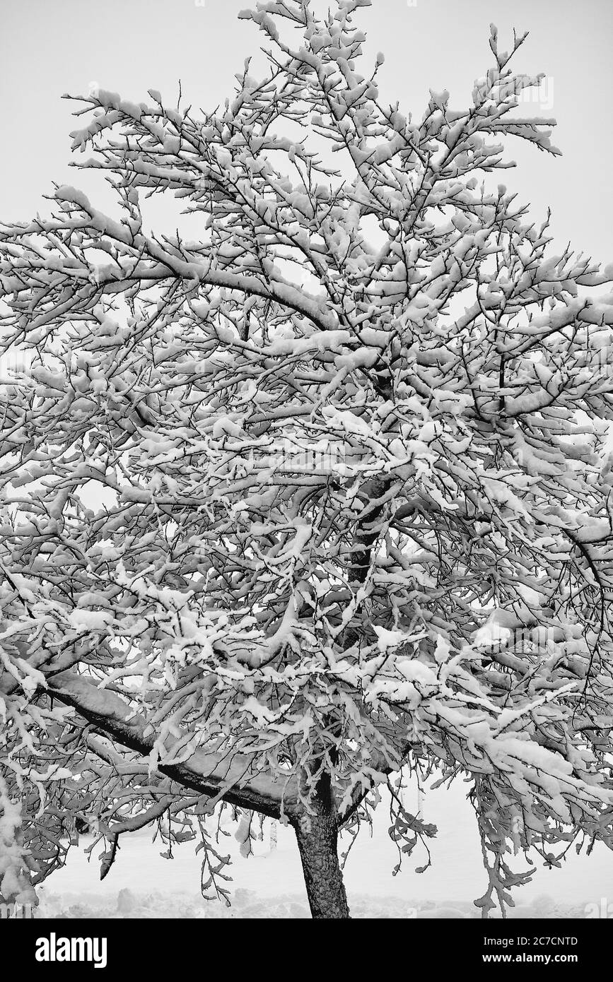 Vertical shot of a snowy tree with a foggy background Stock Photo - Alamy