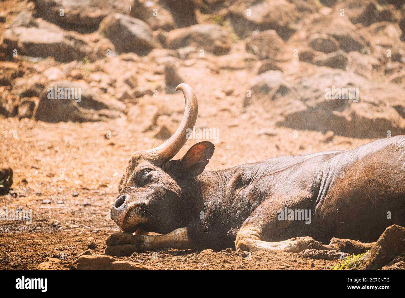 Goa, India. Gaur Bull, Bos Gaurus Or Indian Bison Resting On Ground. It ...