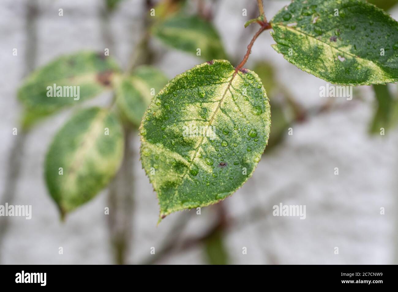 Mottling hi-res stock photography and images - Alamy