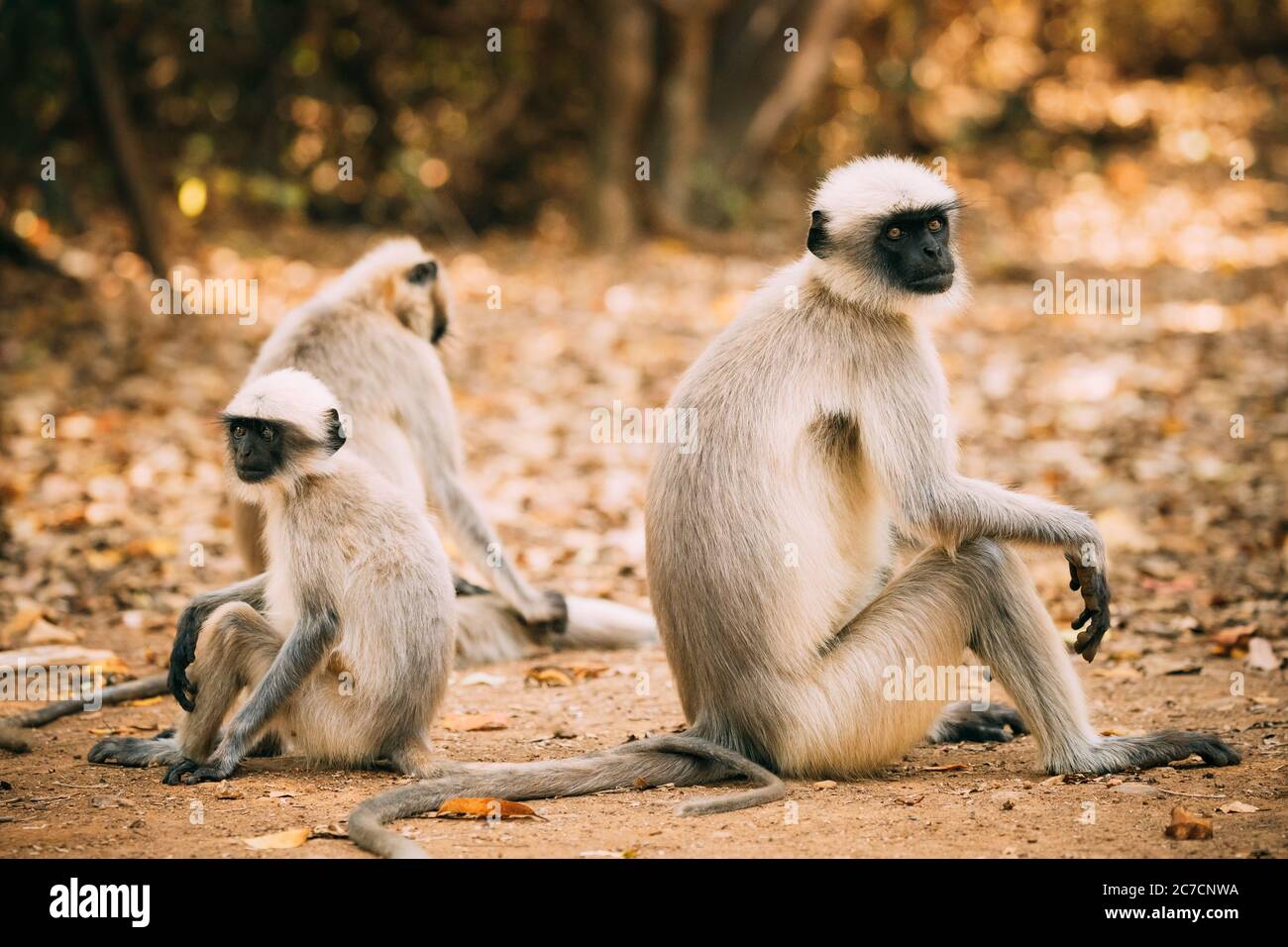 Goa, India. Gray Langur Monkey Sitting On Forest Ground Stock Photo - Alamy