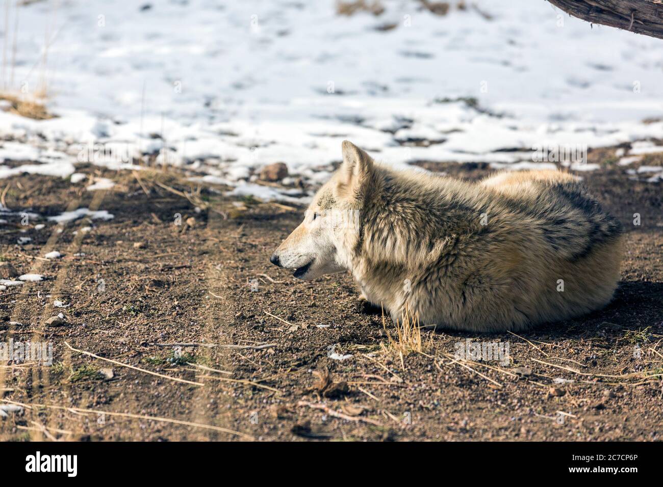 Rescued white happy wolf lying on snow covered ground in open area ...