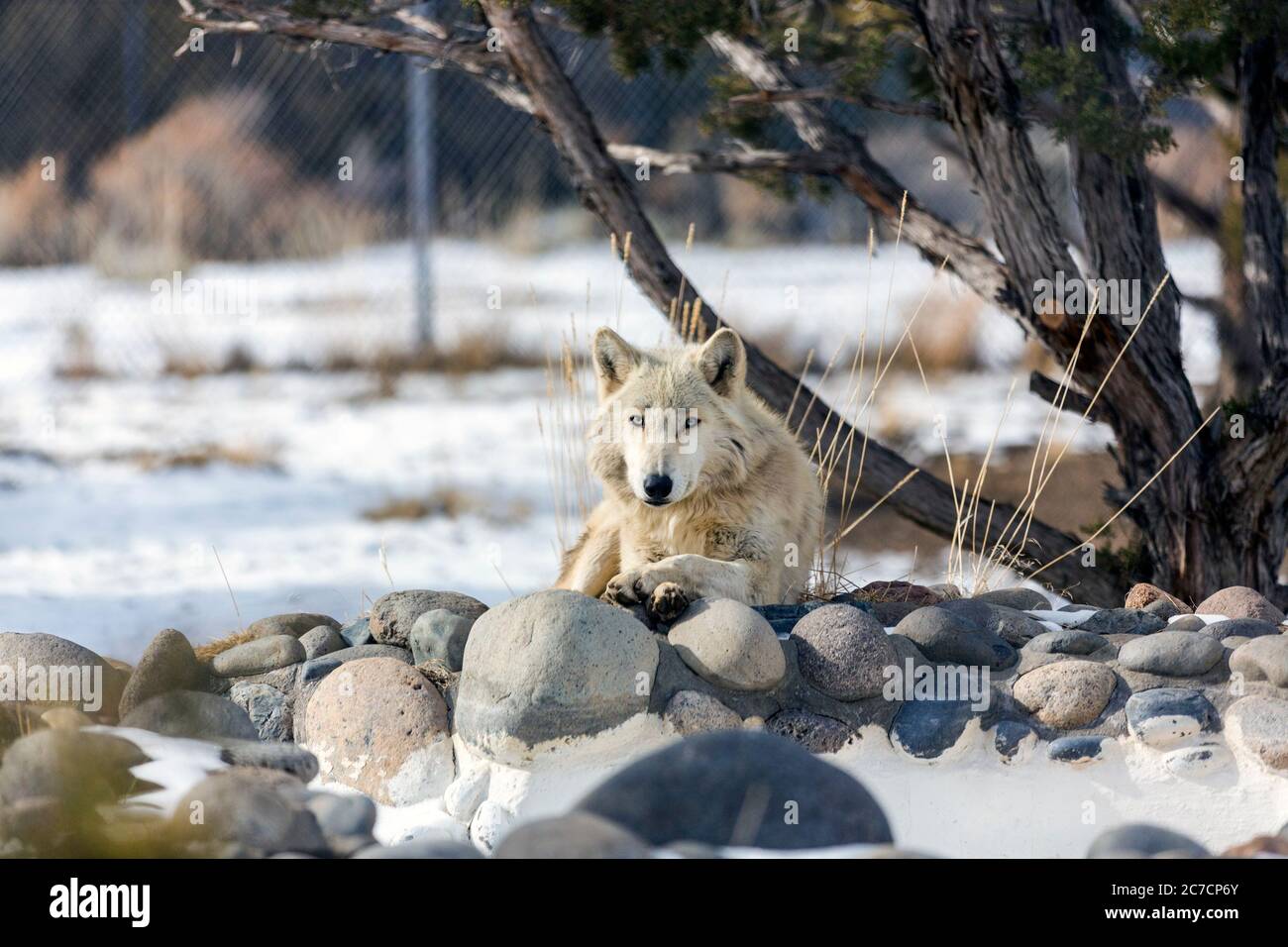 Rescued white wolf lying on snow covered ground under tree in open area ...