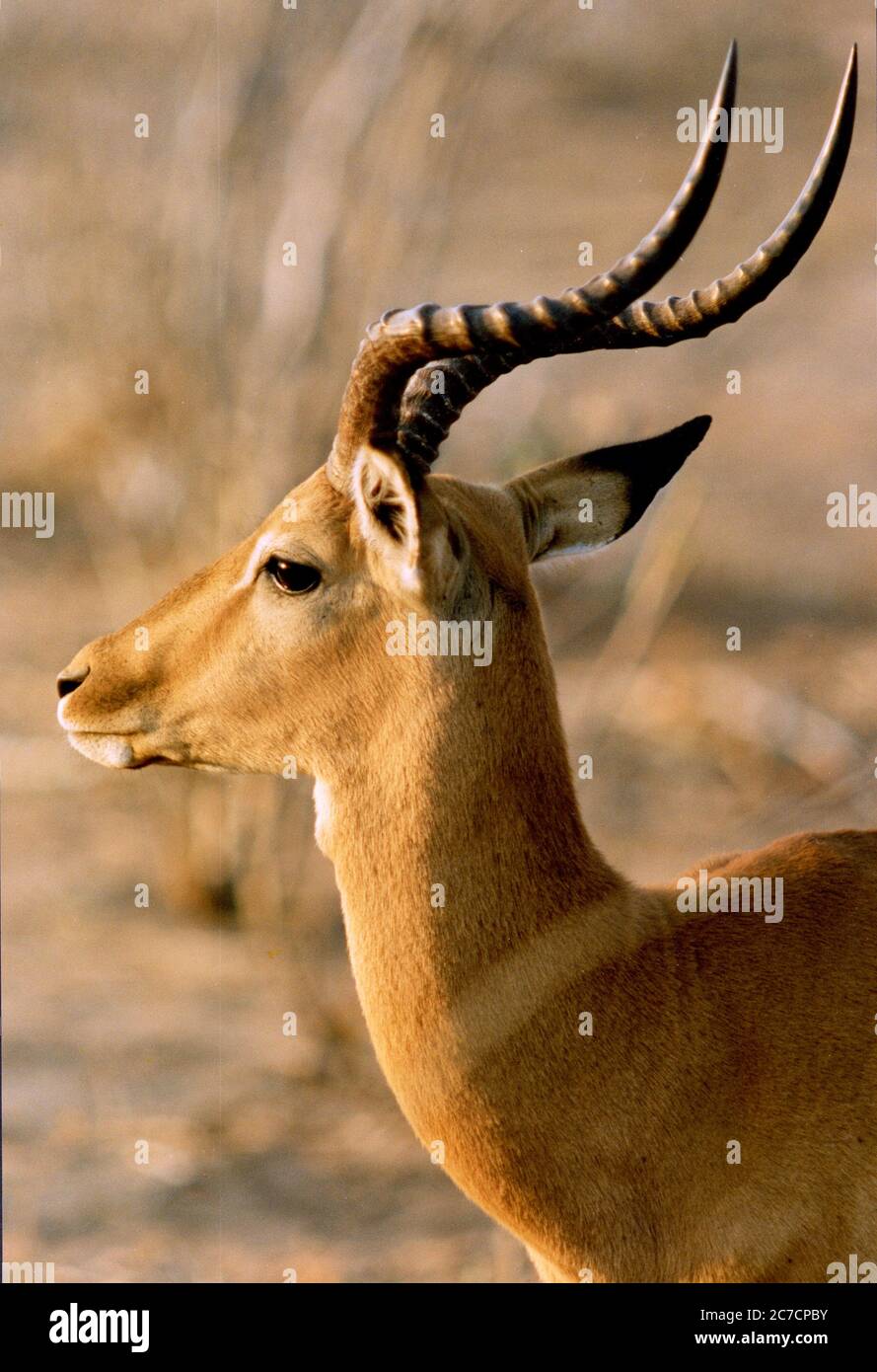 Selective closeup shot of a cute deer with long horns on a blurred ...