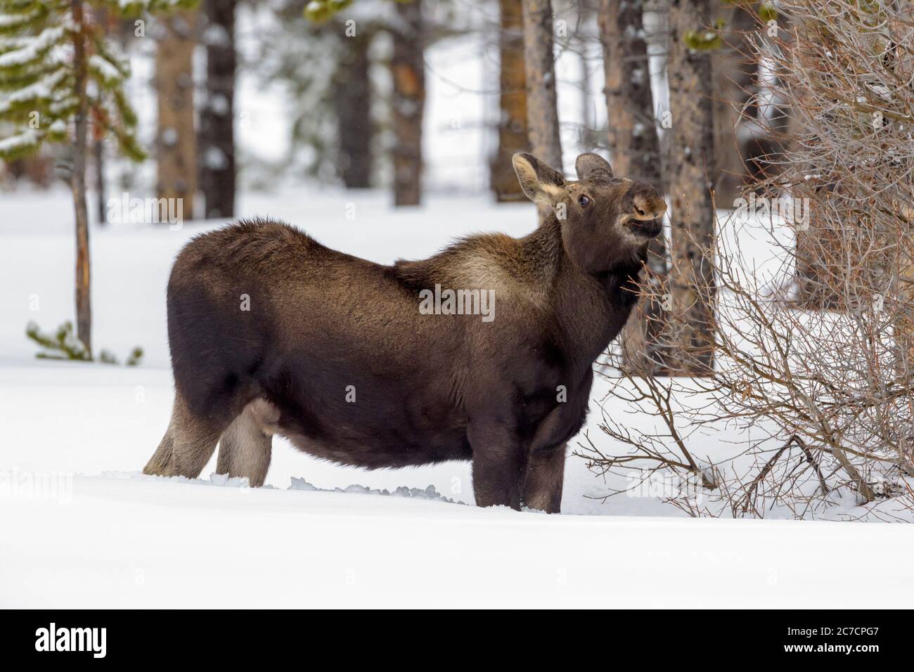 Moose snow hi-res stock photography and images - Alamy