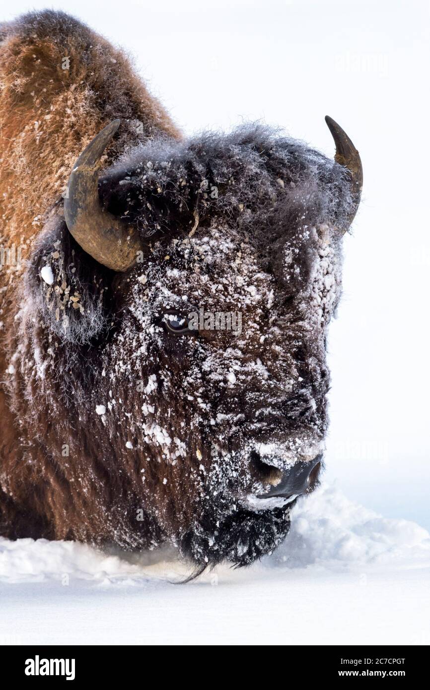 American Bison (Bison bison) frozen portrait close up, standing in snow ...
