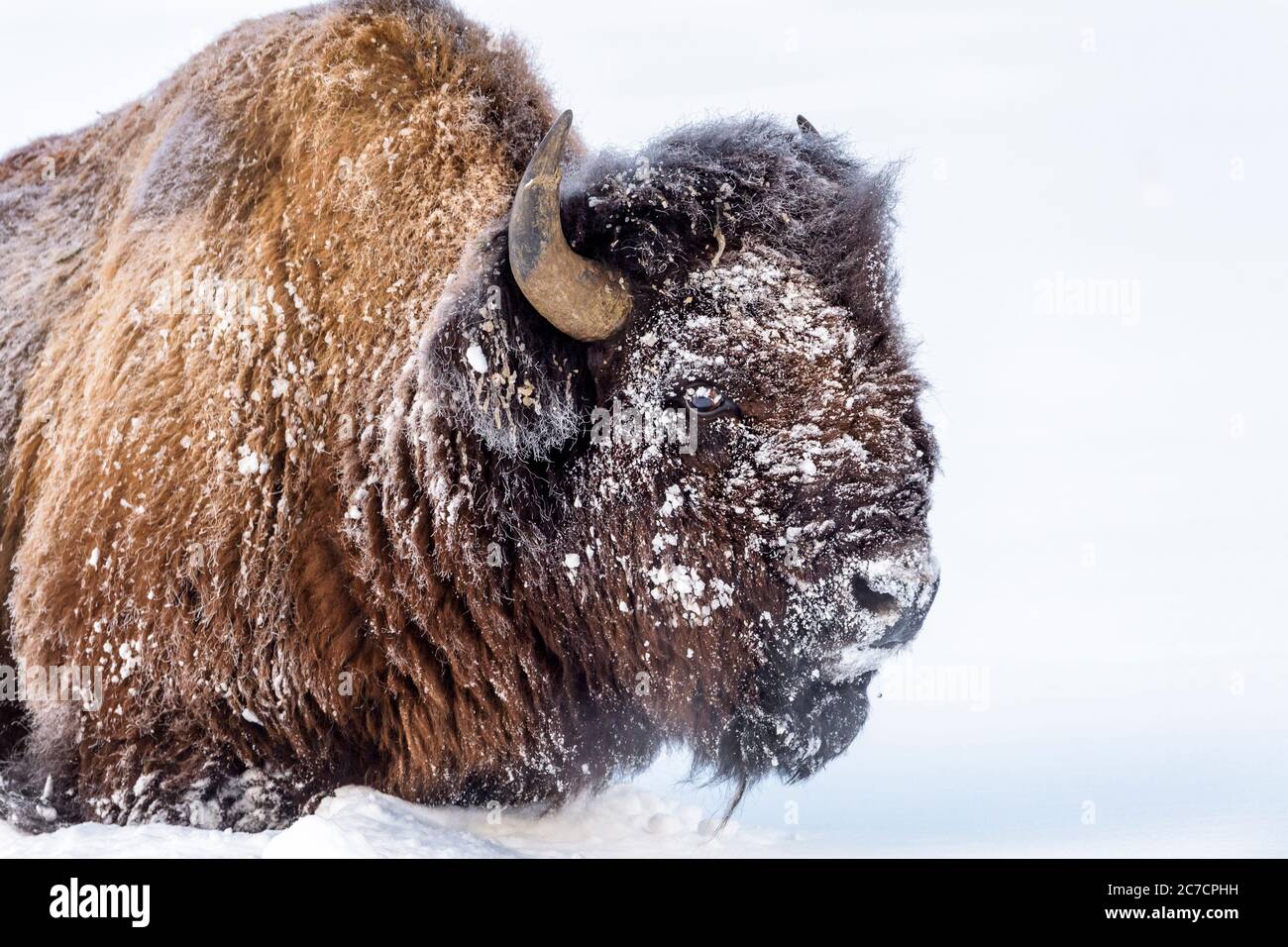 American Bison (Bison bison) portrait close up, frozen standing in snow ...