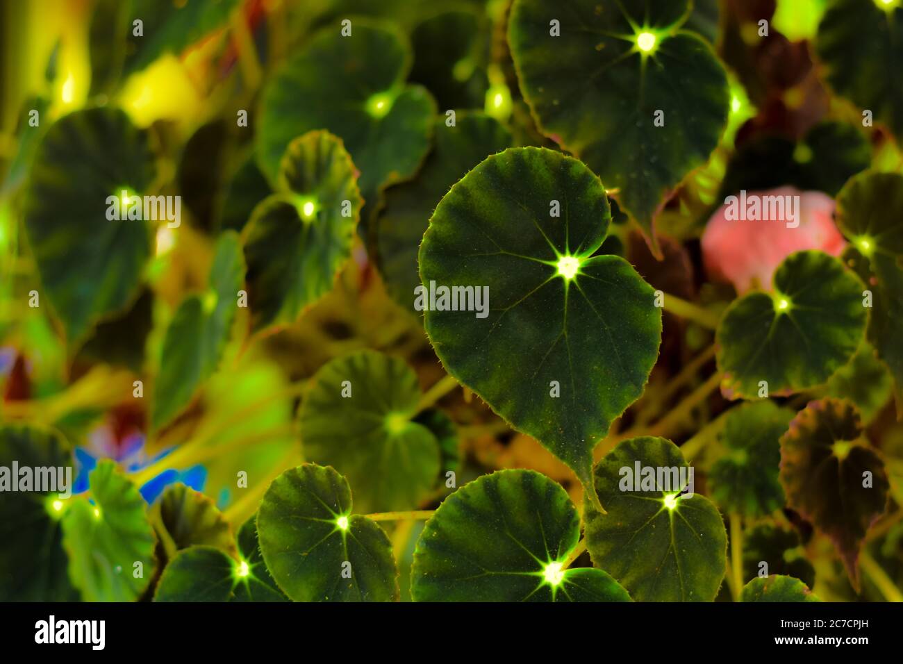 tropical elephant ears leaf texture, large palm foliage nature dark ...