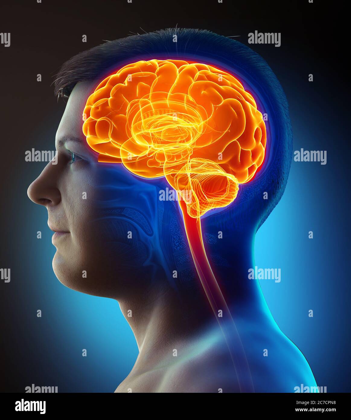 3d rendered, medically accurate illustration of a male highlighted ...