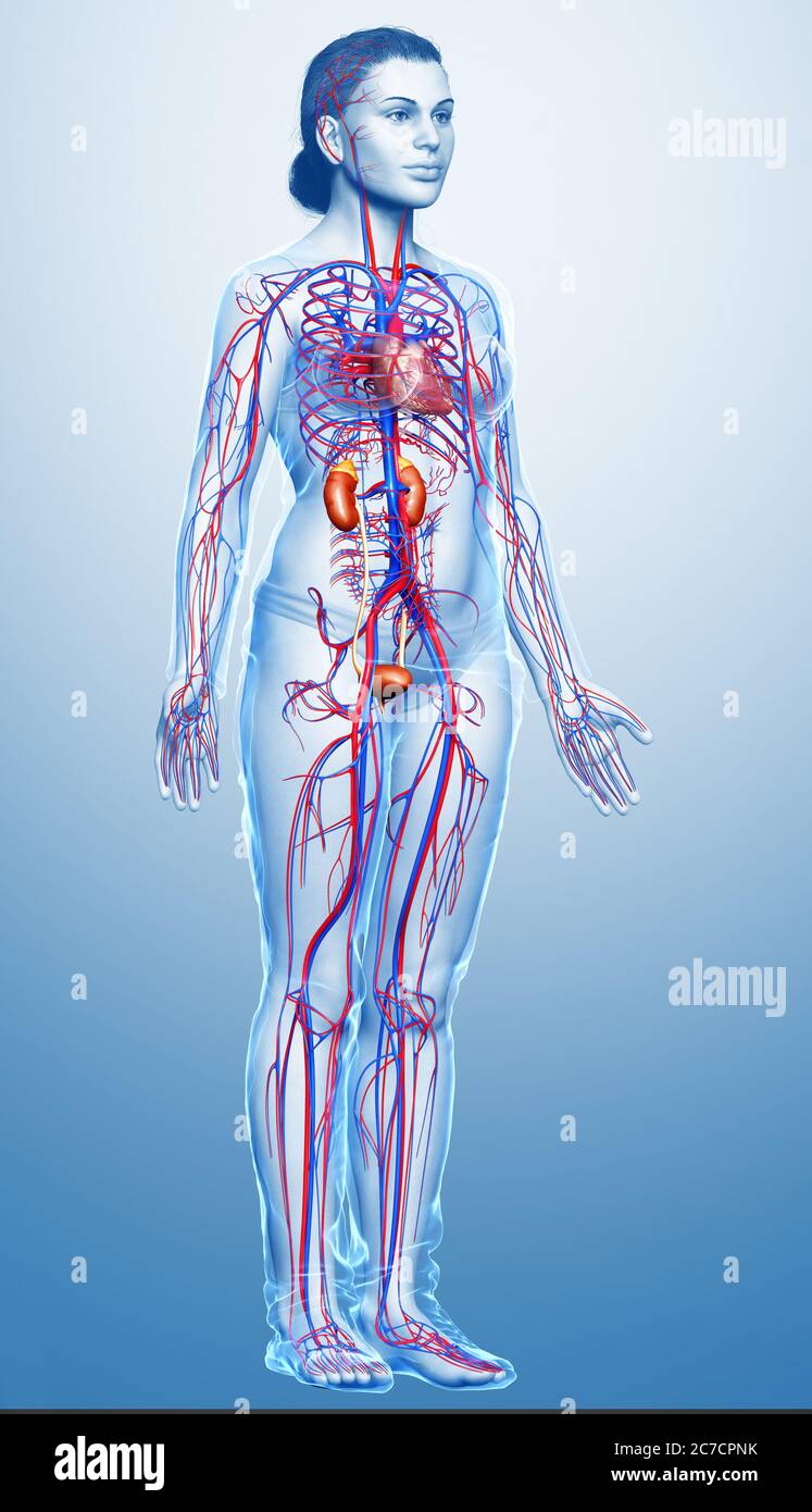 3d rendered, medically accurate illustration of the female kidneys and ...