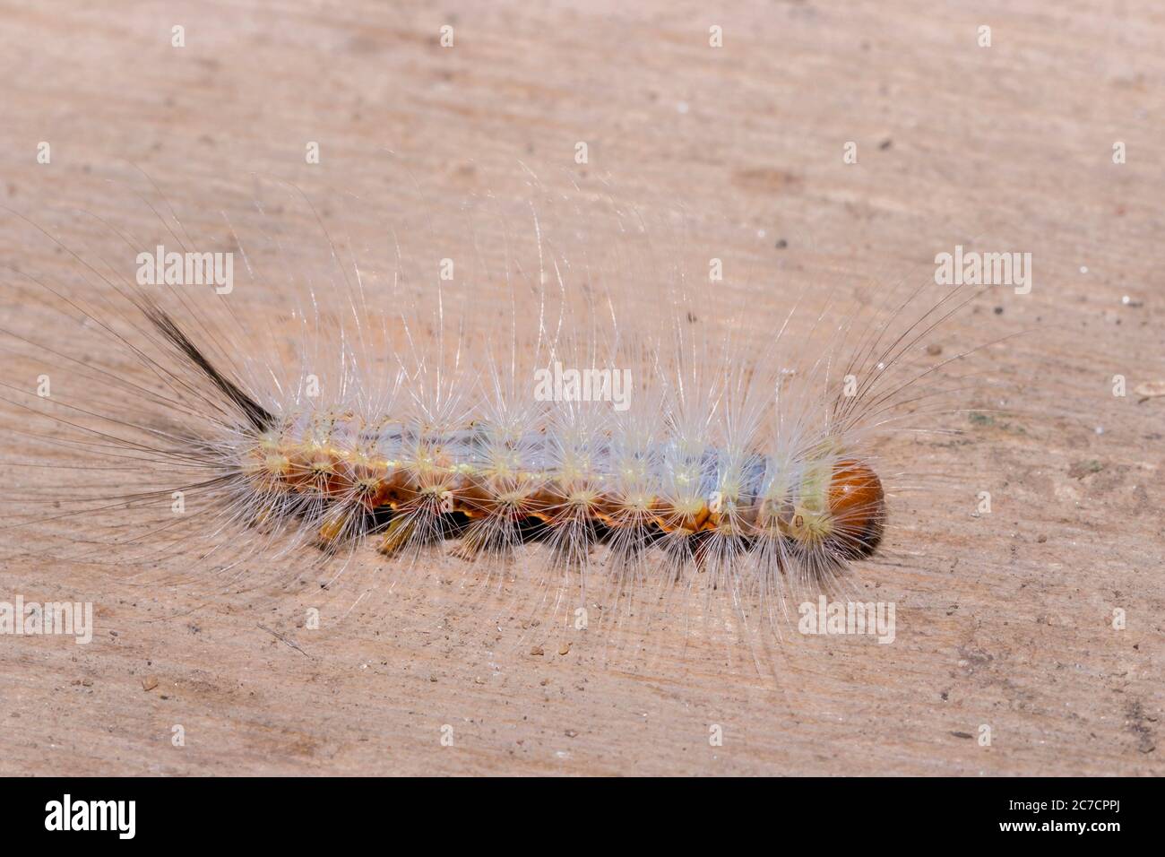White and orange hairy spotted caterpillar, Uganda, Africa Stock Photo ...