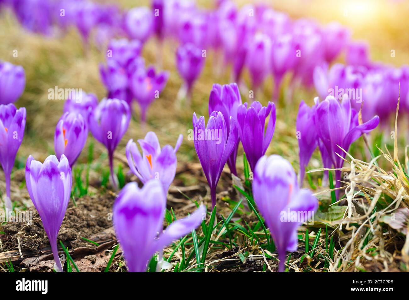 Purple crocus flowers in snow awakening in spring to the warm gold rays ...
