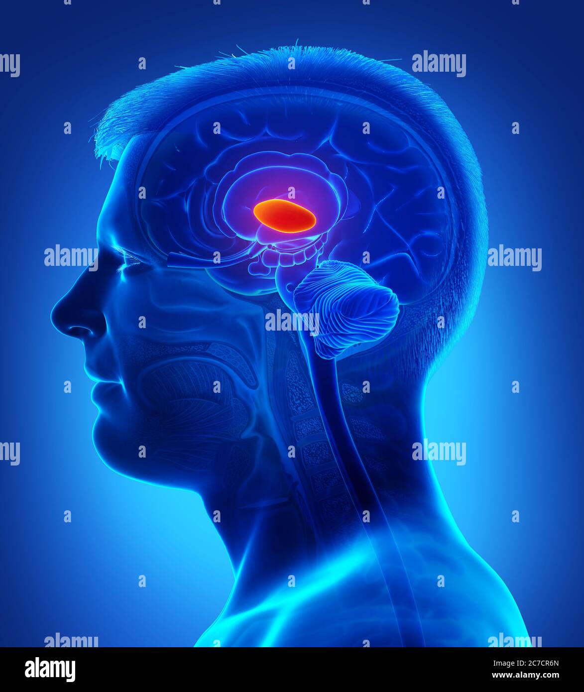 3d rendered medically accurate illustration of a male brain anatomy ...