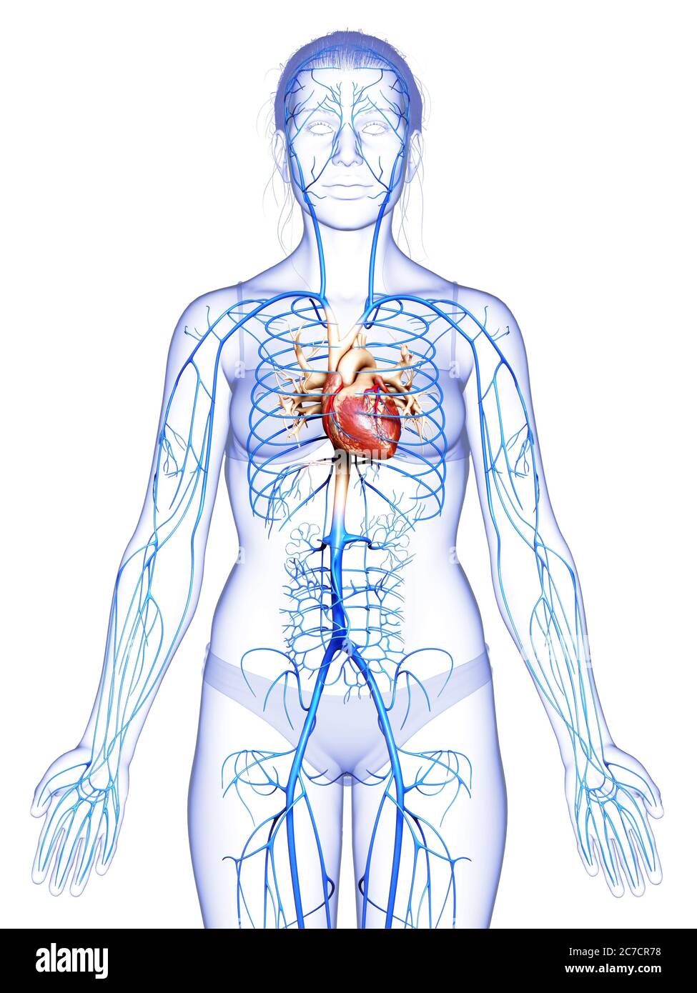 3d rendered medically accurate illustration of a female Veins anatomy ...