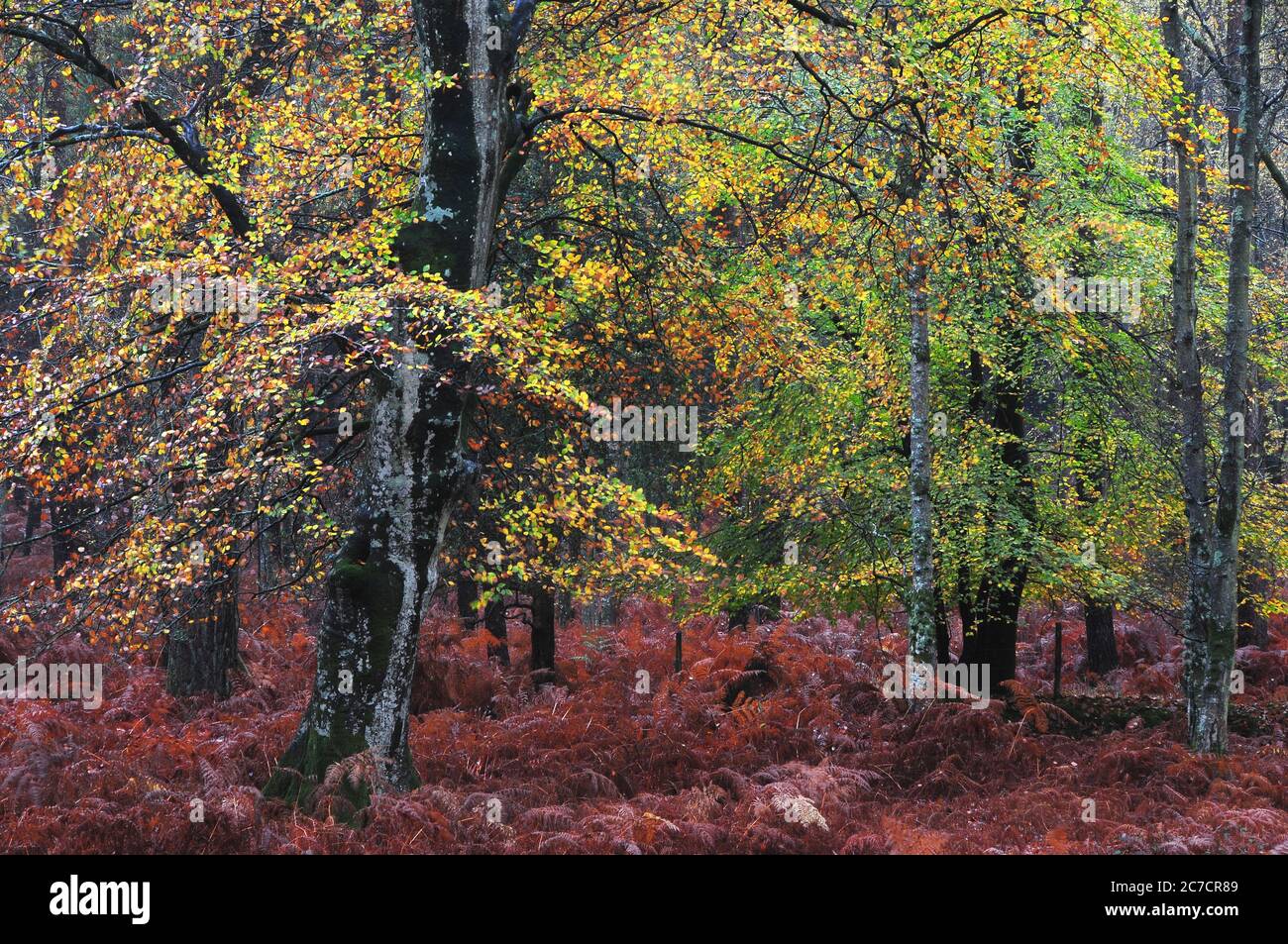 Mark Ash Wood, New Forest National Park, Hamshire, UK Stock Photo - Alamy