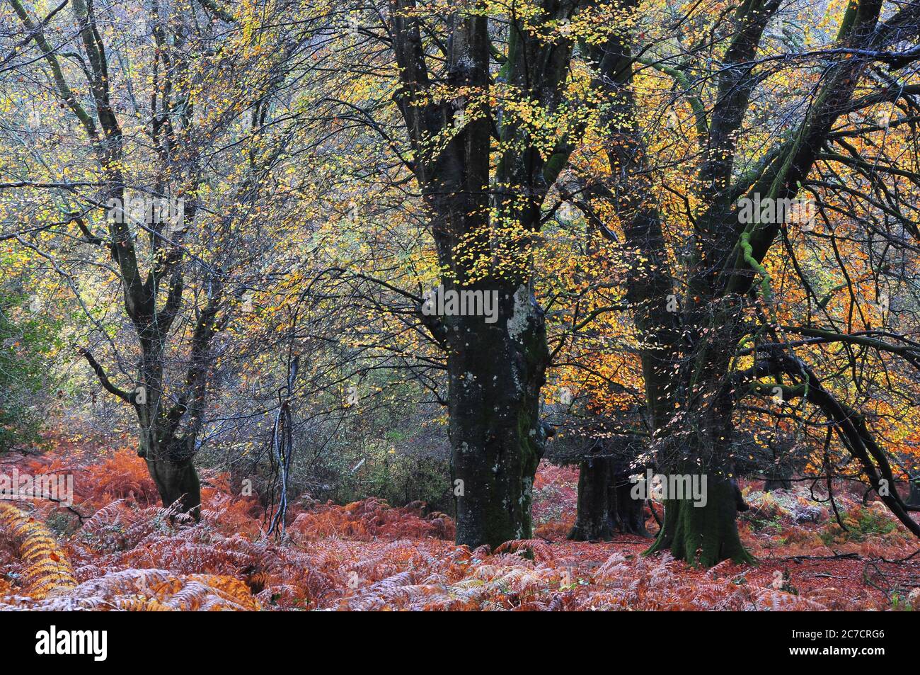 Mark Ash Wood, New Forest National Park, Hamshire, UK Stock Photo - Alamy